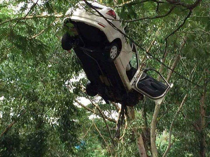 10 Absurd Photos Of Cars In Trees (5 Of Trees In Cars)