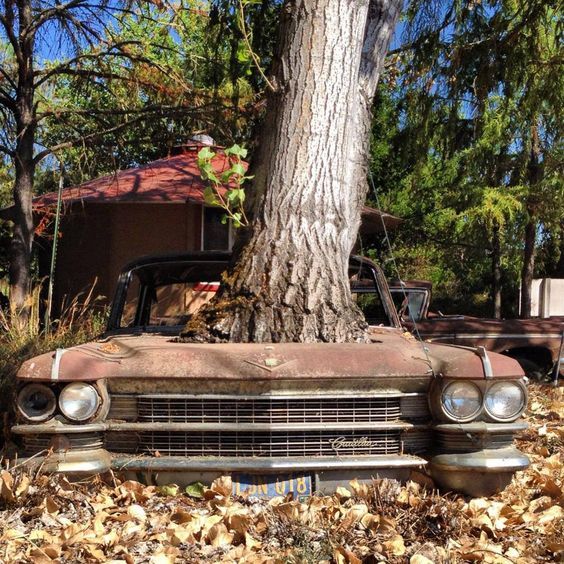 10 Absurd Photos Of Cars In Trees (5 Of Trees In Cars)