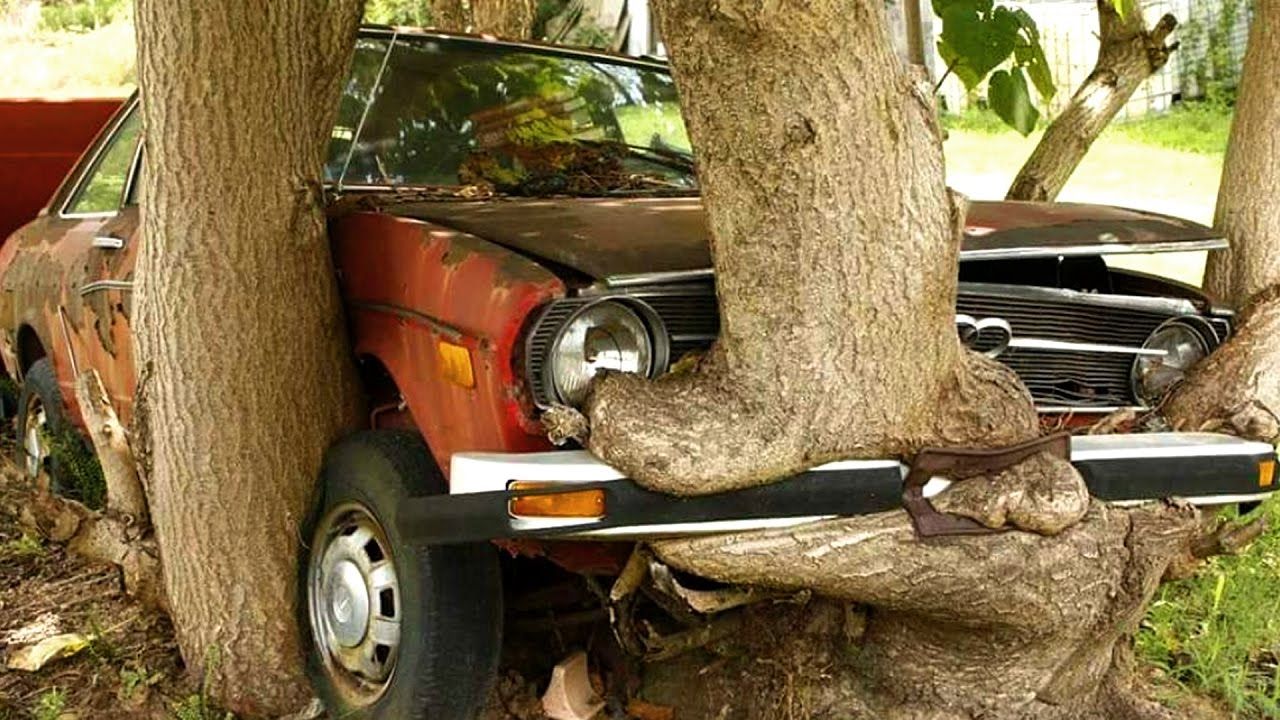 10 Absurd Photos Of Cars In Trees (5 Of Trees In Cars)
