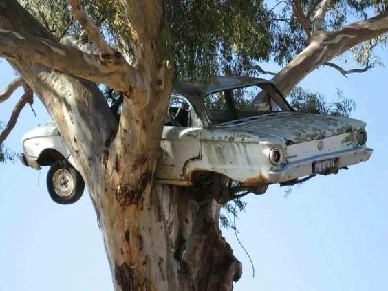10 Absurd Photos Of Cars In Trees (5 Of Trees In Cars)