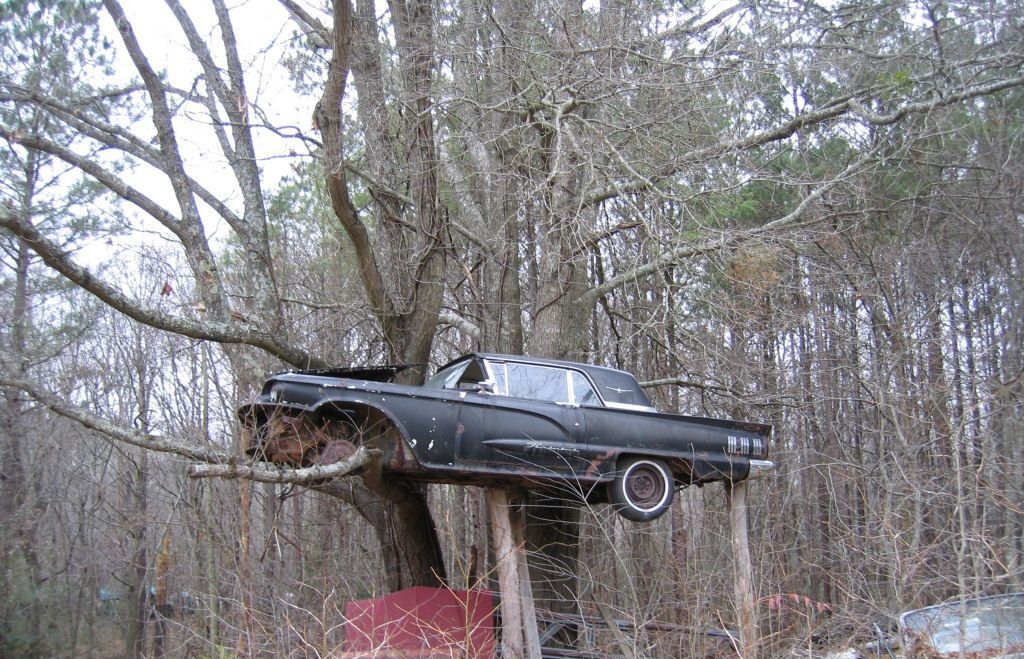 10 Absurd Photos Of Cars In Trees (5 Of Trees In Cars)