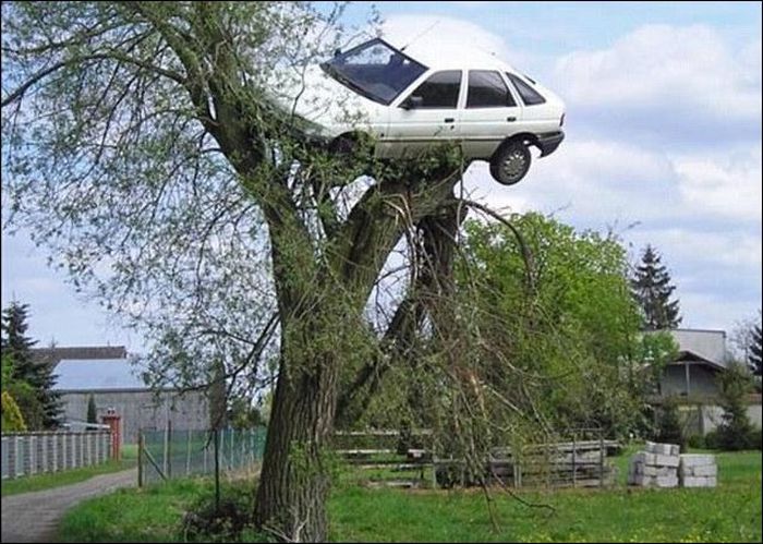 10 Absurd Photos Of Cars In Trees (5 Of Trees In Cars)