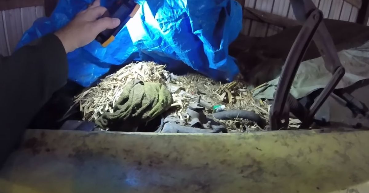 1971 Ford Mustang Discovered After 40 Years