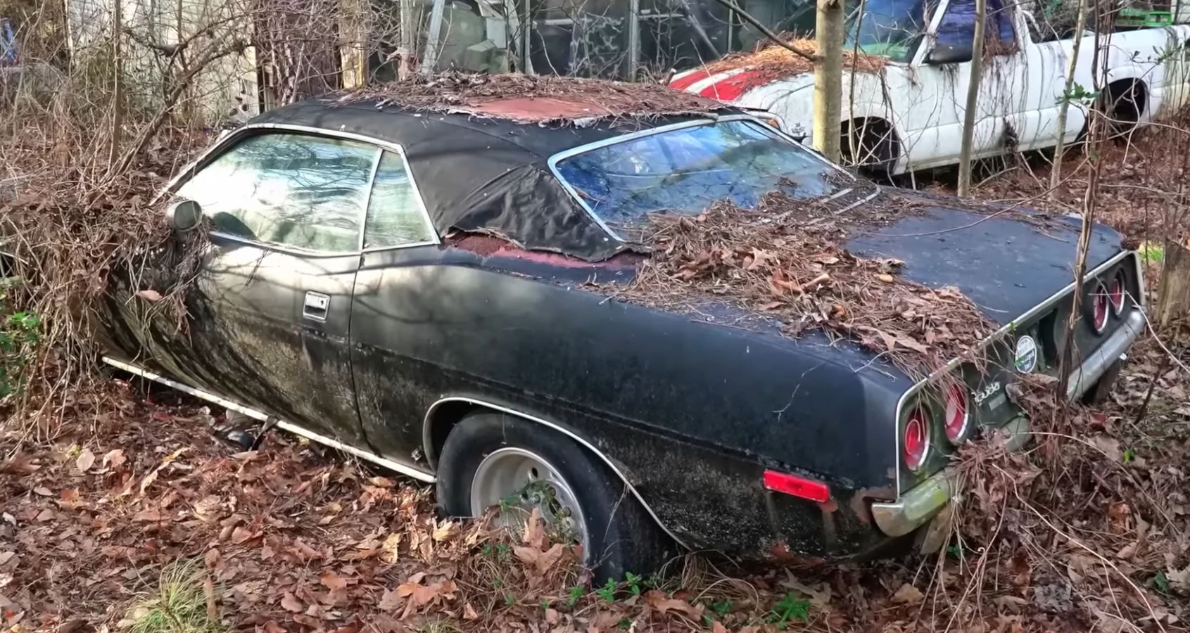 These Rare Muscle Cars Rescued From An Overgrown Yard Have A ...